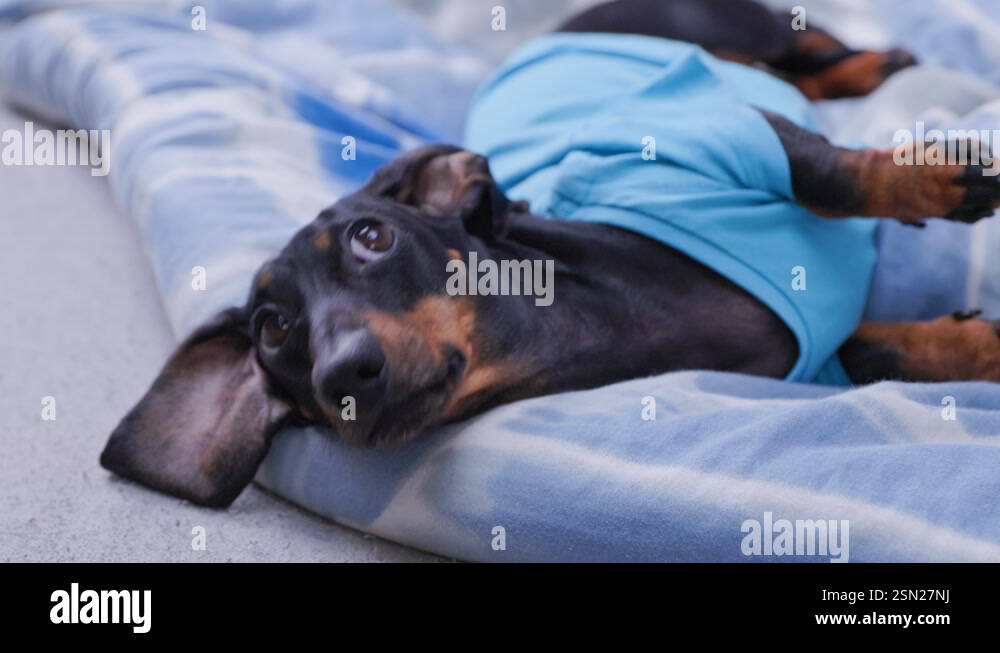 Sly puppy innocent look guilt prank caught red-handed turns his head ...