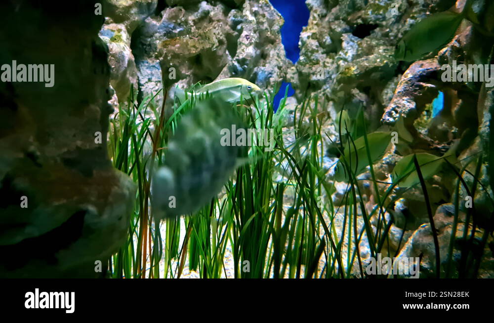 Camouflaged rabbitfish or spinefoot with green blotches hiding in the ...