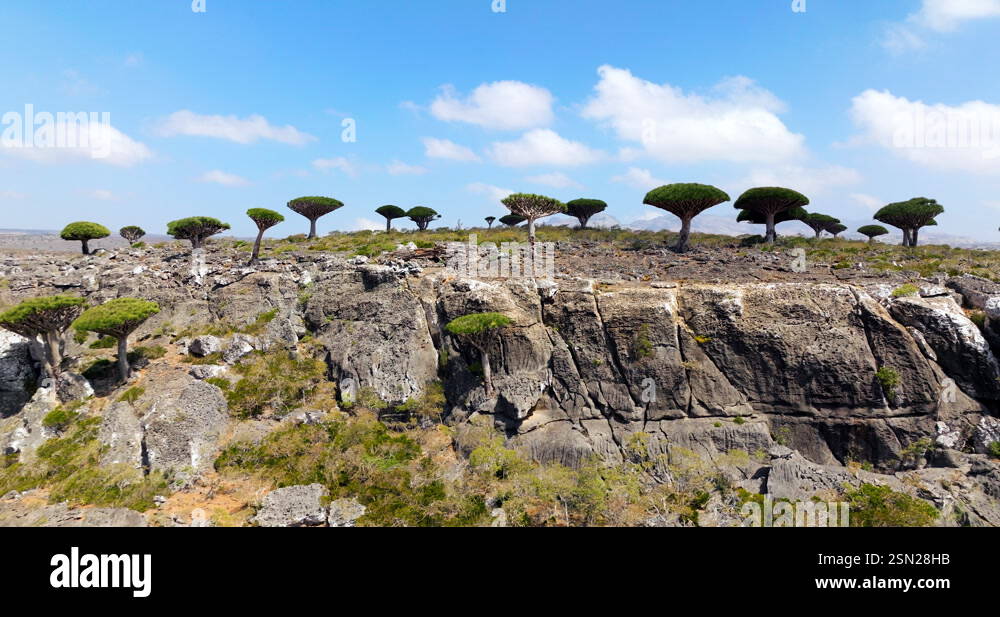 Firhmin Forest With Endemic Dragon Blood Trees In Socotra Island, Yemen ...