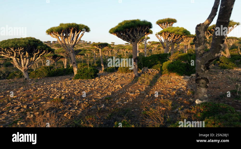 Sun Shining Through The Dragon Blood Trees At Firhmin Forest In Socotra ...