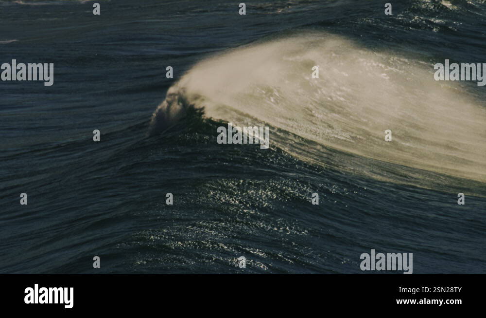 Close-up of a slow-motion wave breaking with intense force, capturing ...