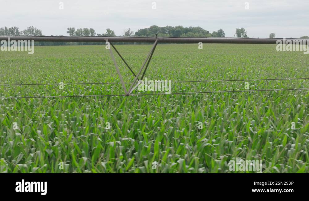 Motion video of healthy corn field with pivot irrigation during daytime ...