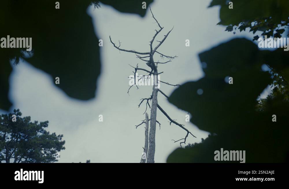 Spooky Dead Tree Stock Video Footage - Alamy