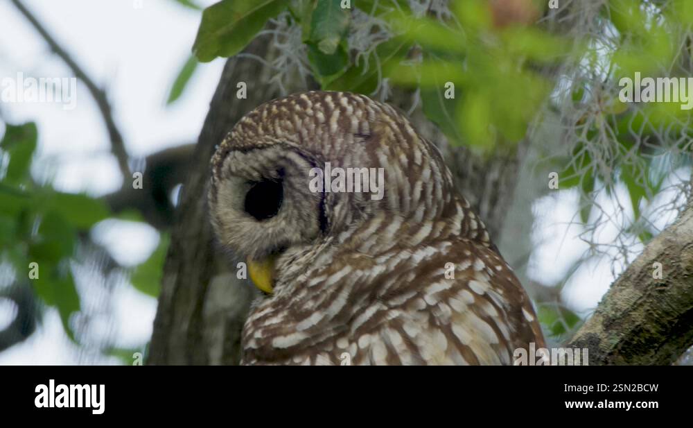 Barred owl eyes Stock Videos & Footage - HD and 4K Video Clips - Alamy