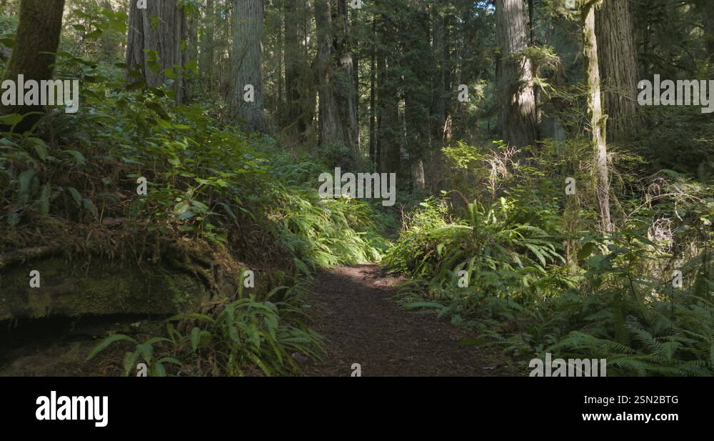 Timelapse while hiking through Redwoods National Park along path ...