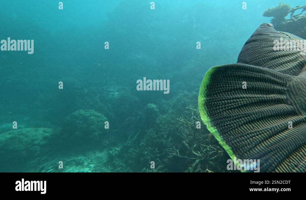 Humphead wrasse hide between corals on the Great Barrier Reef ...