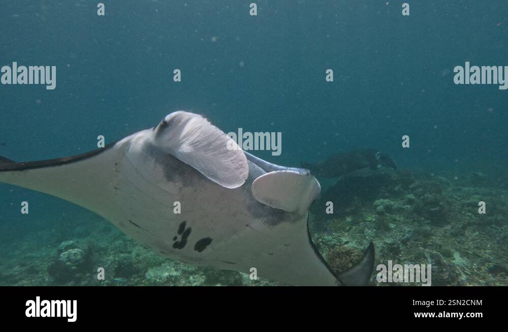 Manta Ray gliding on a coral reef in slow motion in Komodo National ...