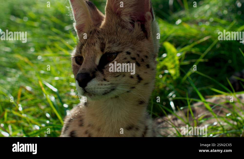 Elegant serval cat resting tall grass displaying tranquil wildlife ...