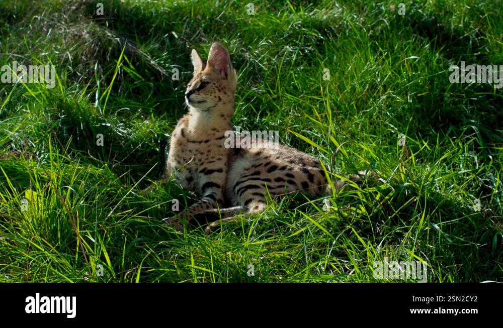 Calm elegance Stock Videos & Footage - HD and 4K Video Clips - Alamy