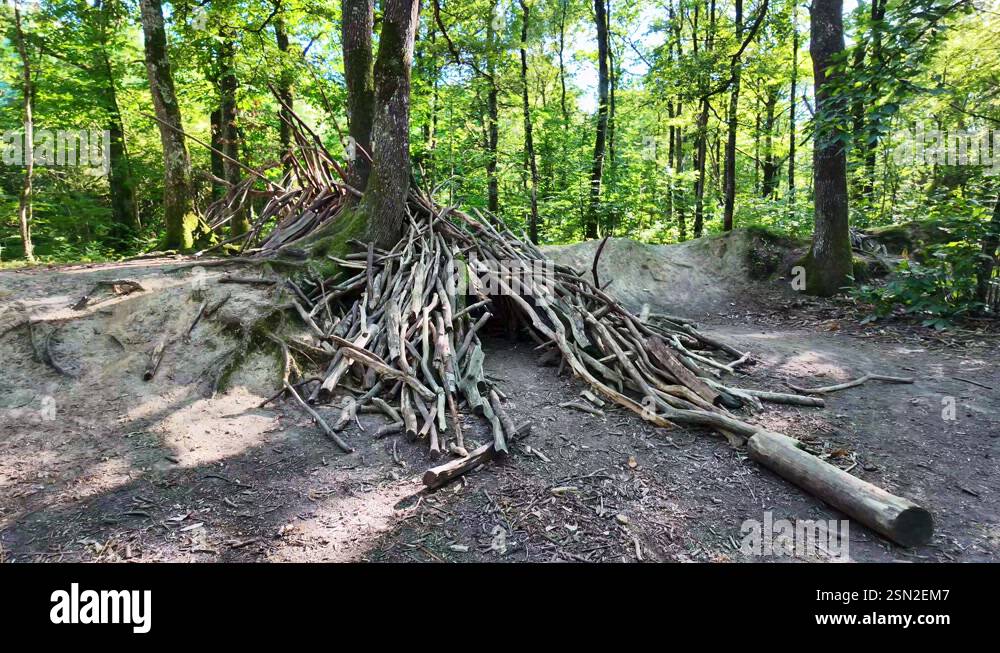 Smooth approaching movement to the old roots of tree with logs in Stock ...