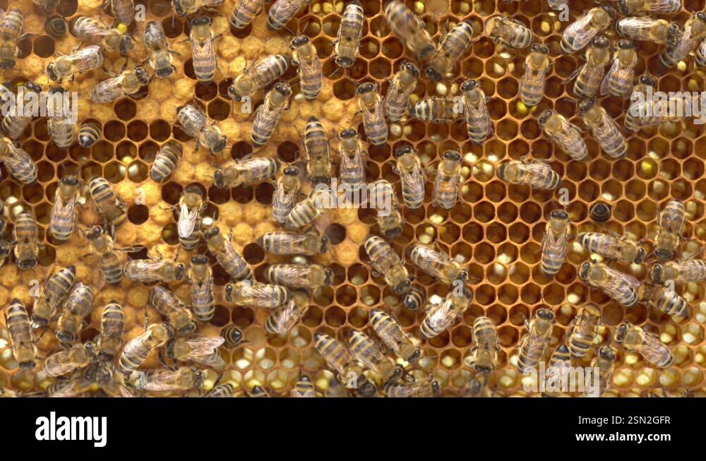 Brood house Stock Videos & Footage - HD and 4K Video Clips - Alamy