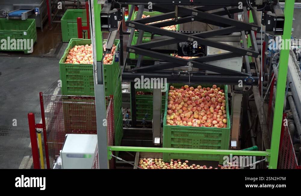Pick-and-Place Machine Works on Apple Washing Line at Modern Packing ...