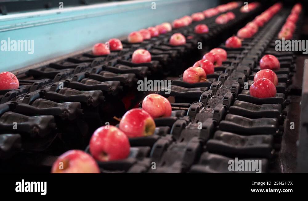 Apples On Conveyor Belt Coming Out of High Speed Precision Apple ...