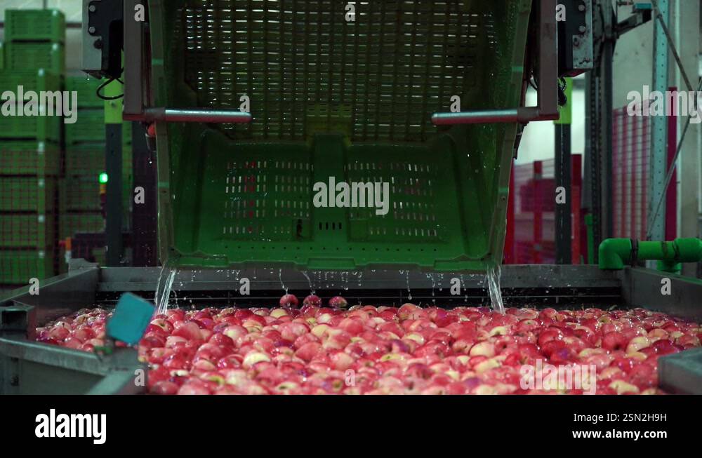 Pick and Place Robot Working on Apple Washing Line in Fruit Processing ...