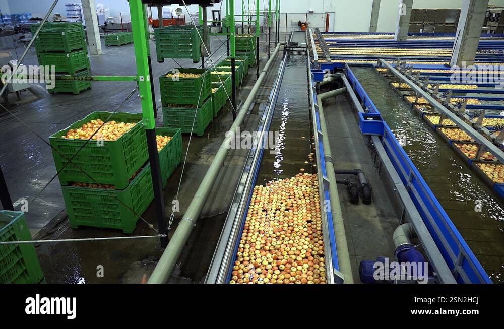 Hi-Tech Apple Processing Facility With Apples in Sorting Flumes - Slow ...