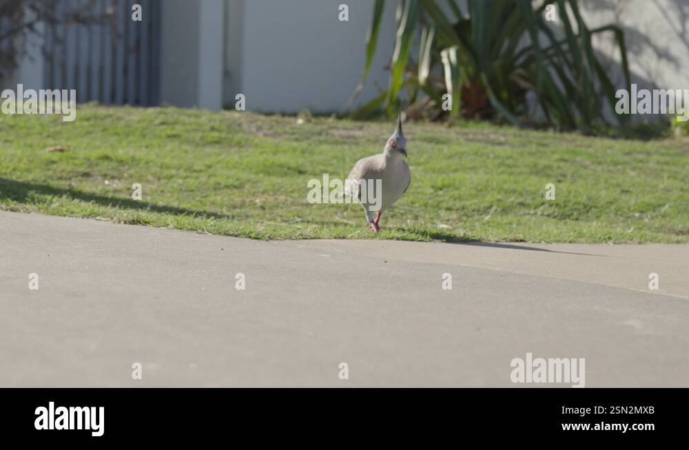 Crested pigeon bird avian australia Stock Videos & Footage - HD and 4K ...