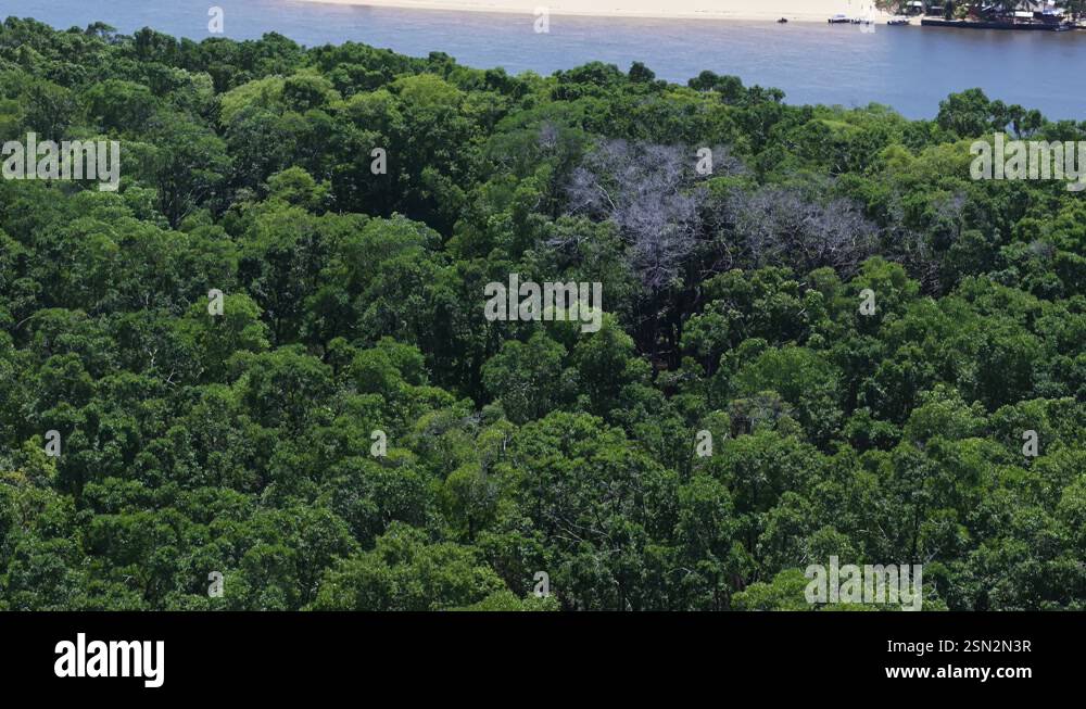 Jungle river sand Stock Videos & Footage - HD and 4K Video Clips - Alamy