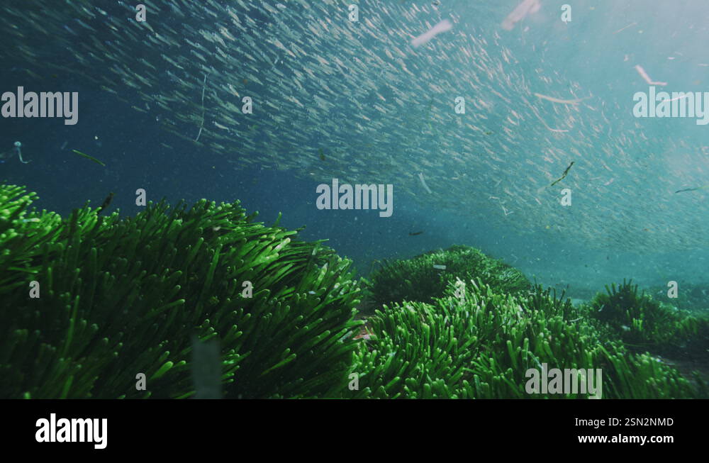 Slow-motion underwater shot of fish swimming across the kelp bed ...