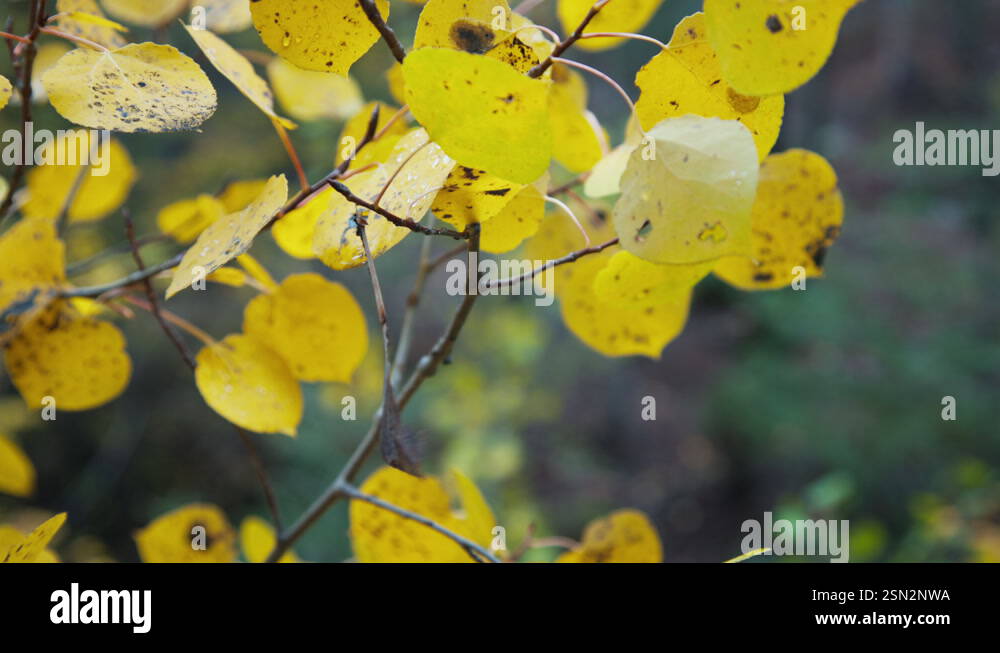 Dying aspen leaf dangling and blowing dramatically in the wind slow ...