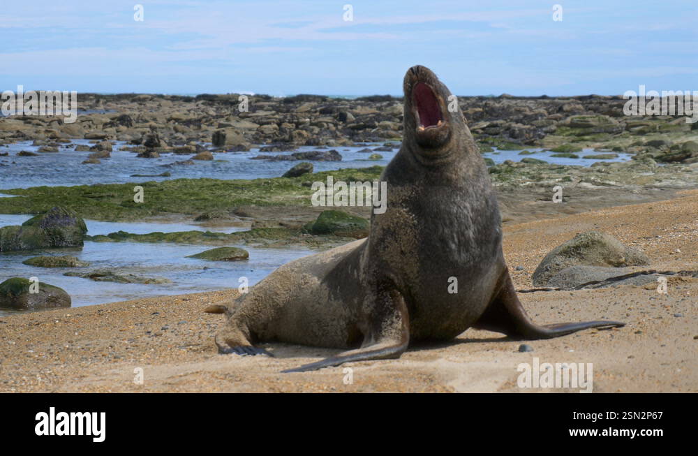 A grey sea lion yawns and wakes on a rocky New Zealand beach. Under a ...