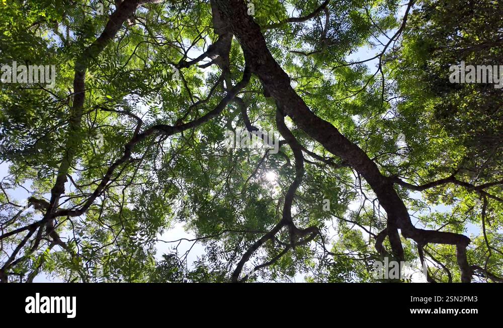 Looking up through the leafy branches of a tree with sunlight filtering ...