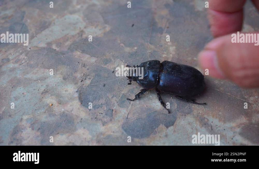 helping the upside down coconut beetle (Oryctes rhinoceros Stock Video ...