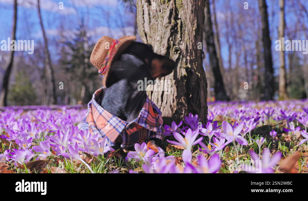 Dog in cowboy hat poses in flower lawn of crocuses funny photoshoot ...