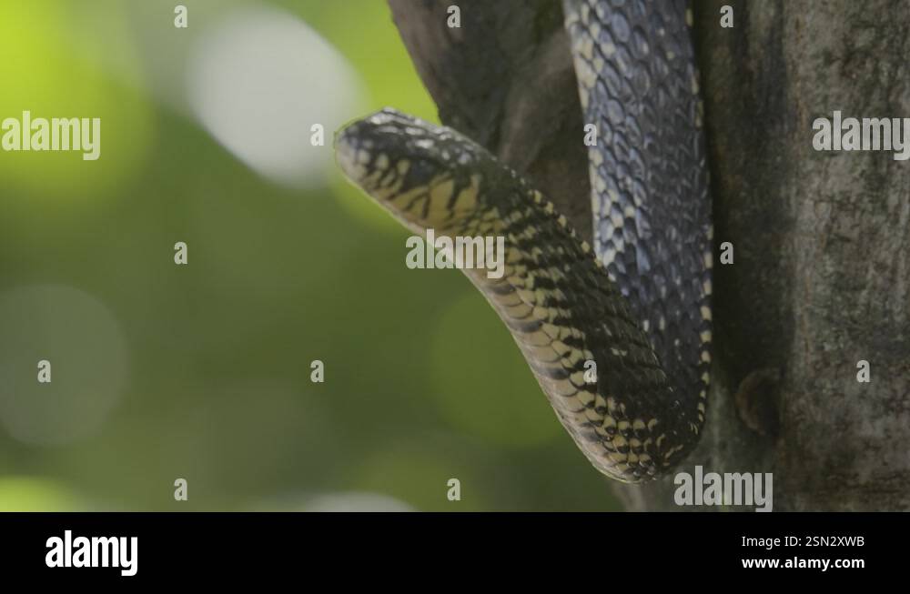 Witness the art of camouflage as a snake dances upon tree bark Stock ...