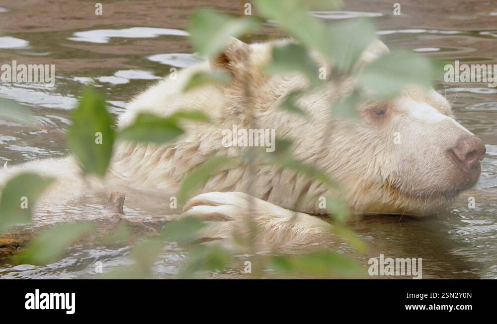 Cute Kermode Spirit bear lays head on floating stick on pond, close-up ...