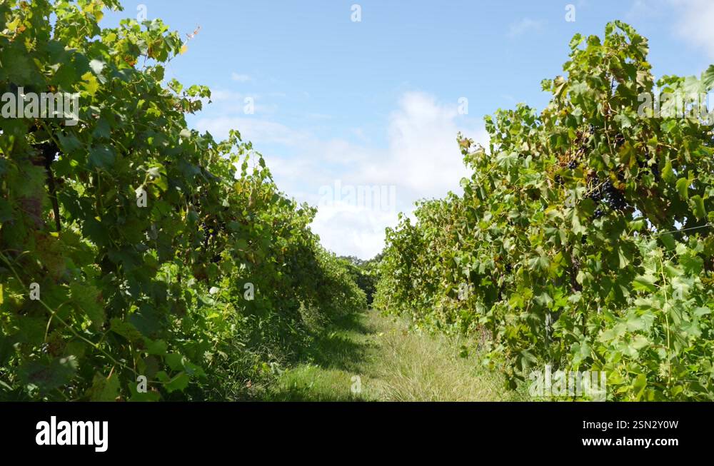 Vineyards in big winery Michigan sunny day with blue skies in the ...