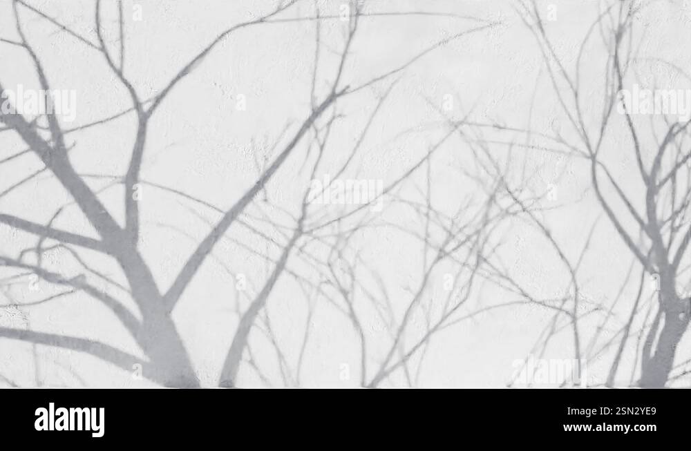 Tree branch shadows on textured white wall. Natural silhouette design ...