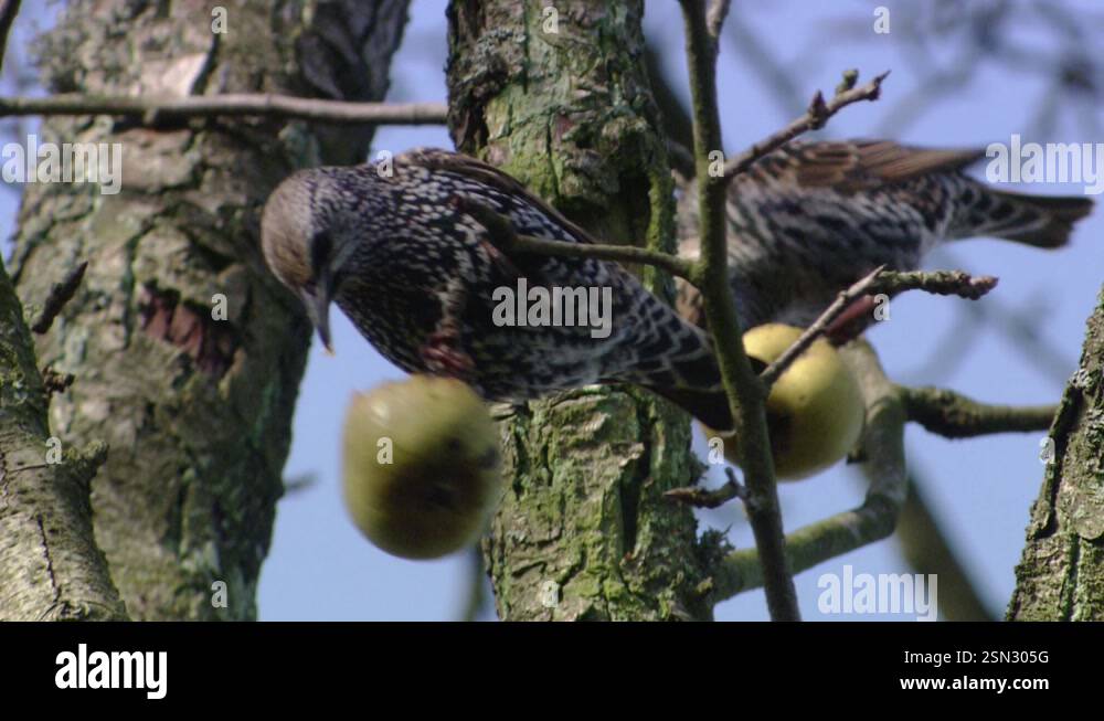 starlings in the fruit tree with the last fruits in autumn Stock Video ...