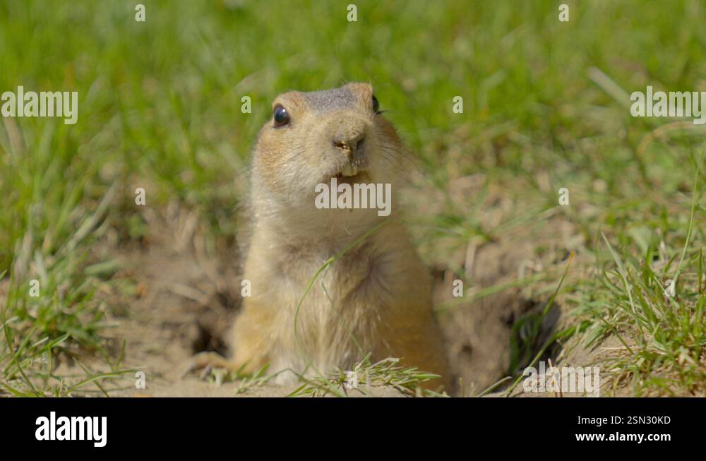 Gopher teeth Stock Videos & Footage - HD and 4K Video Clips - Alamy