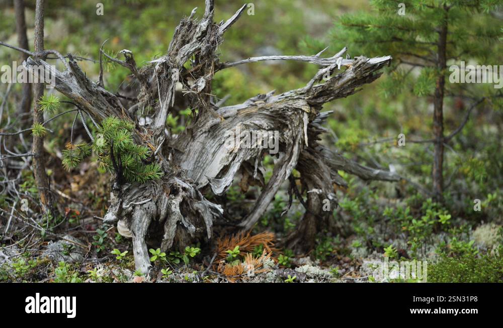 Time worn tree Stock Videos & Footage - HD and 4K Video Clips - Alamy