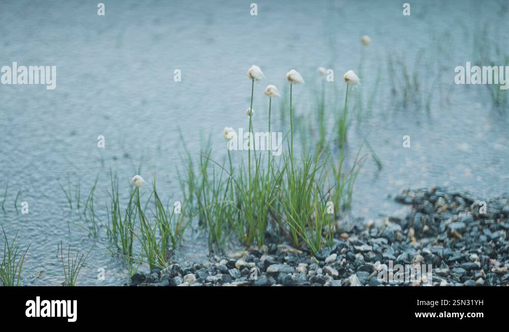 White pebble grass Stock Videos & Footage - HD and 4K Video Clips - Alamy