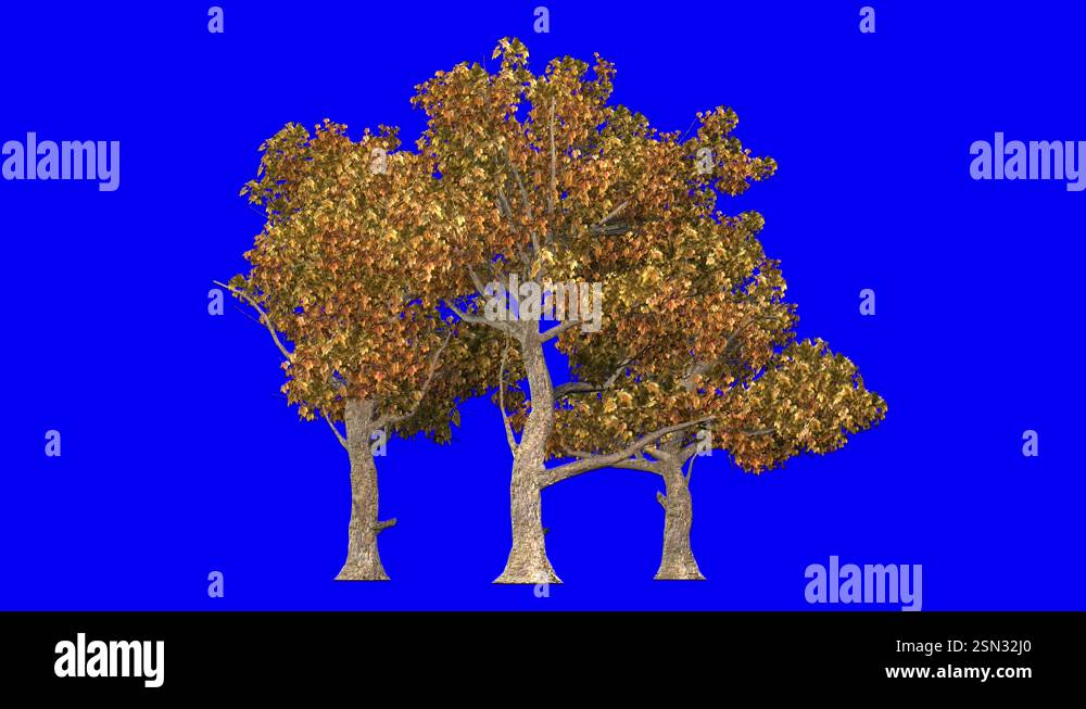 3D american sycamore tree cluster in automn season, with wind effect on ...