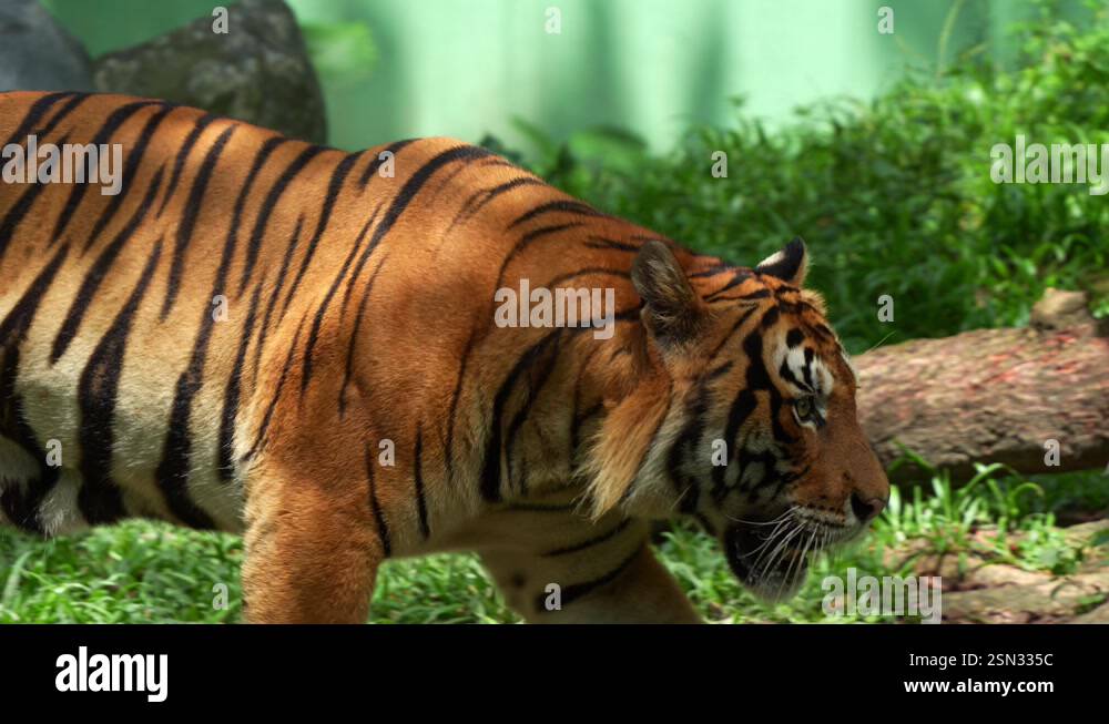 Apex predator, a Malayan tiger (Panthera tigris tigris) with beautiful ...