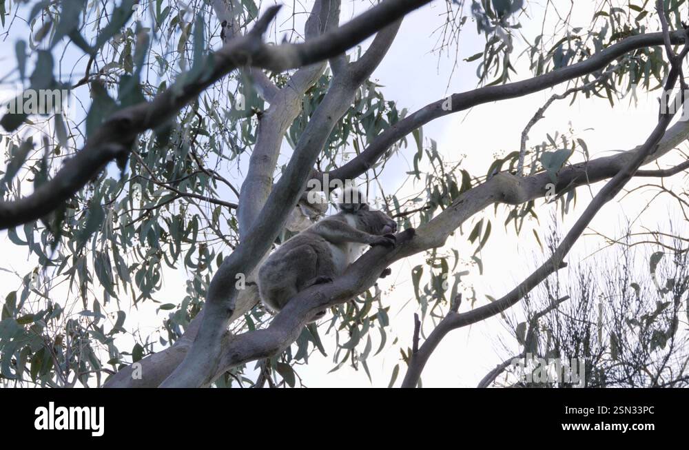 A Koala Bear walks along a tree branch high up in an Australian native ...
