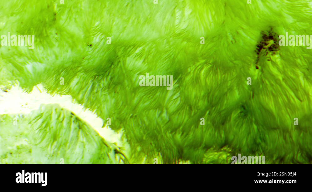 Abstract green fuzzy texture close-up Stock Video Footage - Alamy