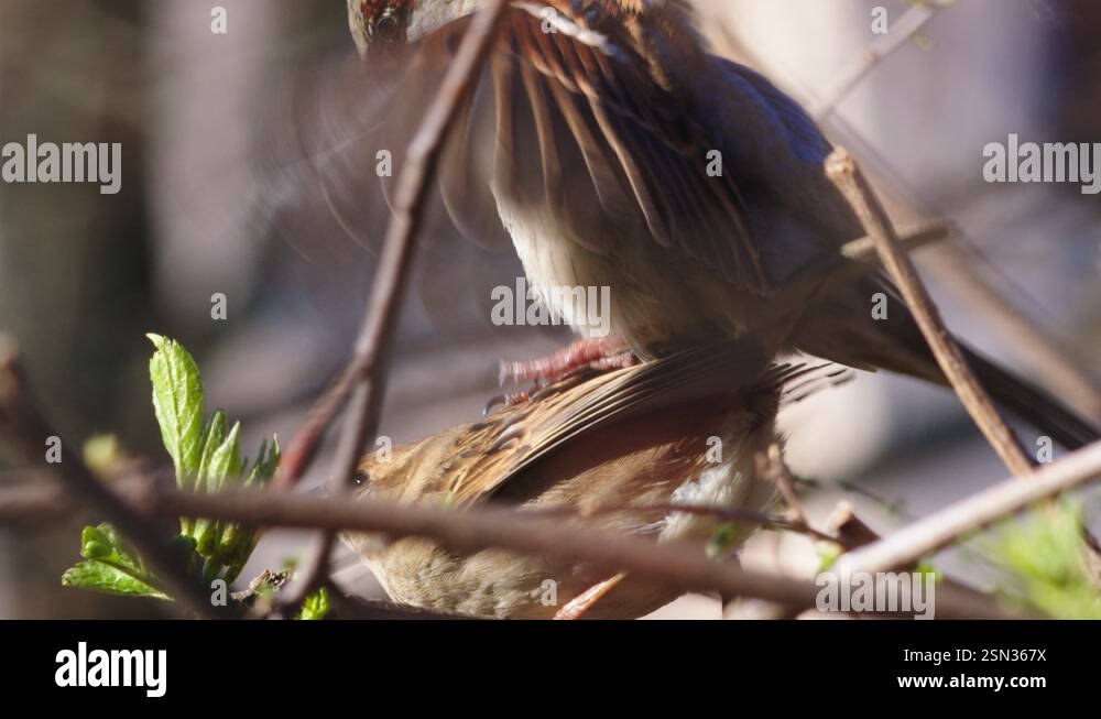 Mating house sparrows with urban setting in background, birds breeding ...