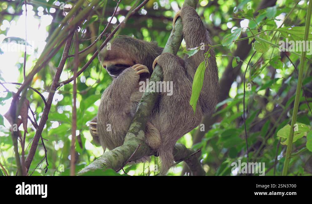 Adorable Three-toed Sloth in tropical forest canopy scratches itchy leg ...