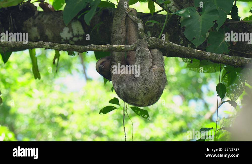Three-toed Sloth sleeps in jungle canopy, hanging upside down on limb ...