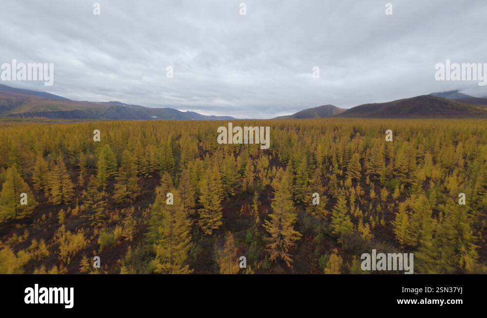 Soaring high above, the drone captures the sprawling golden forest ...