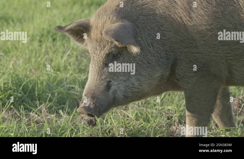 Happy, free range, long haired, brown pig on a grassy pasture sniffing ...