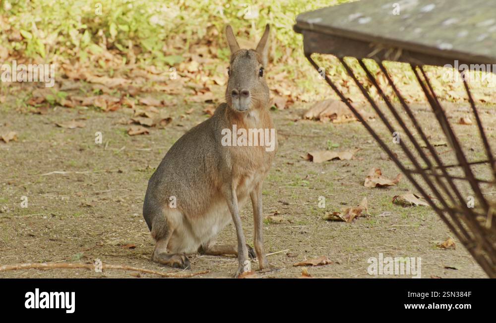 Animal sitting wildlife Stock Videos & Footage - HD and 4K Video Clips ...