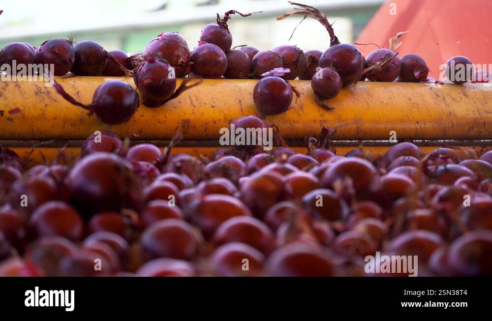 Onions Moving Along Conveyor Belt Inside Onion Grading and Sorting ...