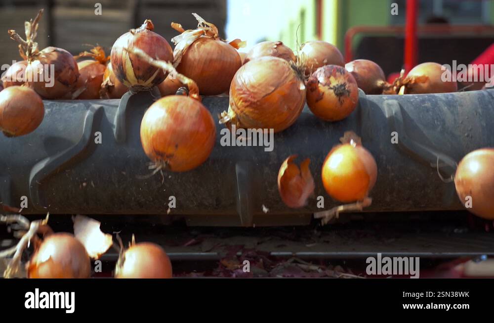Yellow Onions Moving Along Packing House Conveyor Belt - Slow Motion ...