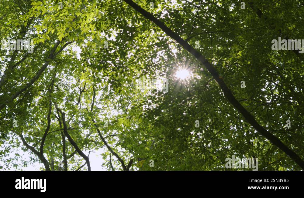 Sun Lens Flare Peeking Through Trees as a Camera Moves Through Dense ...