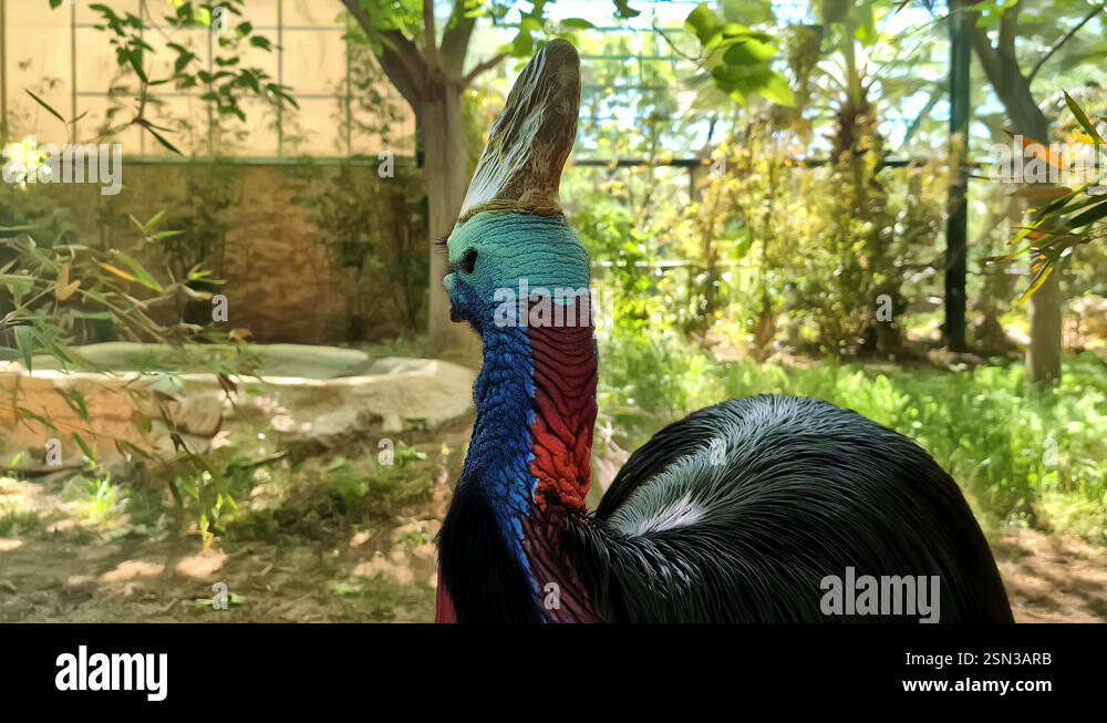 Ratite species Stock Videos & Footage - HD and 4K Video Clips - Alamy