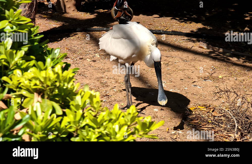 Agitated Eurasian spoonbill, bird in captivity at Attica Zoo Park ...